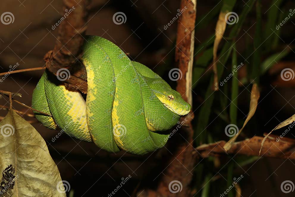 Green python stock photo. Image of green, coils, fangs - 37169964