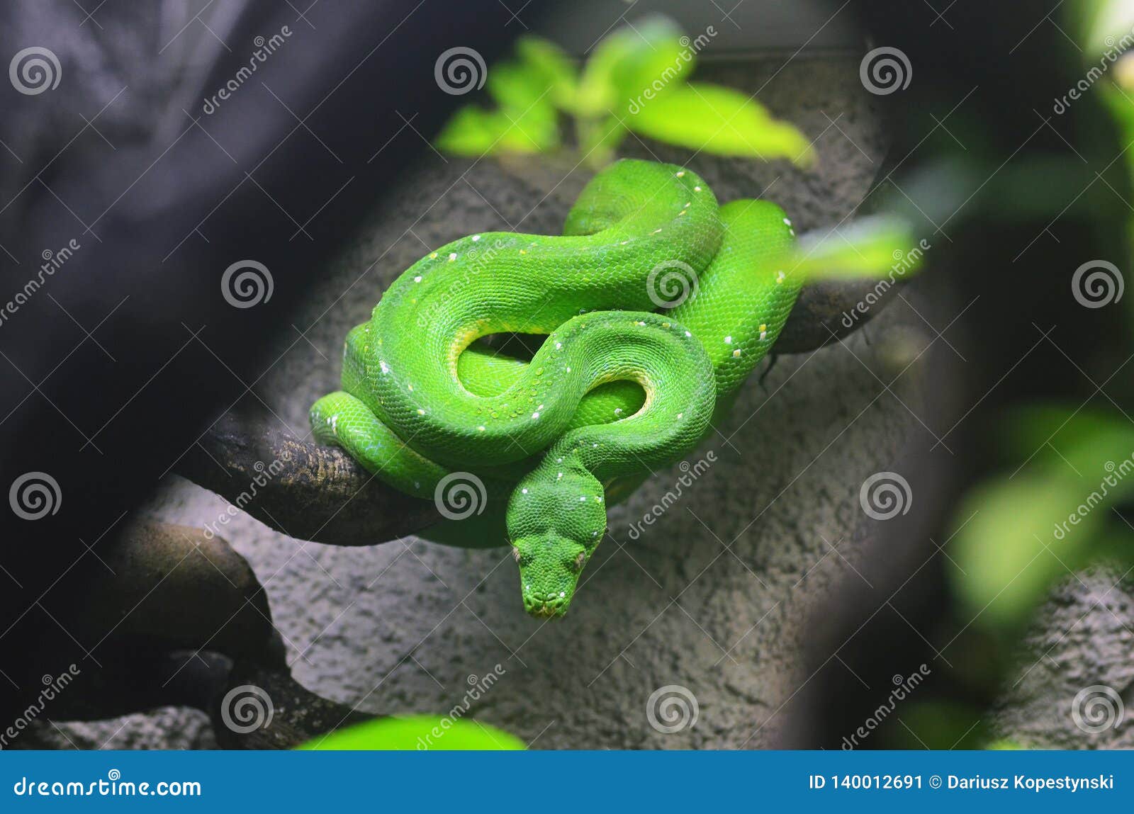 Green python snake stock image. Image of head, snake - 140012691
