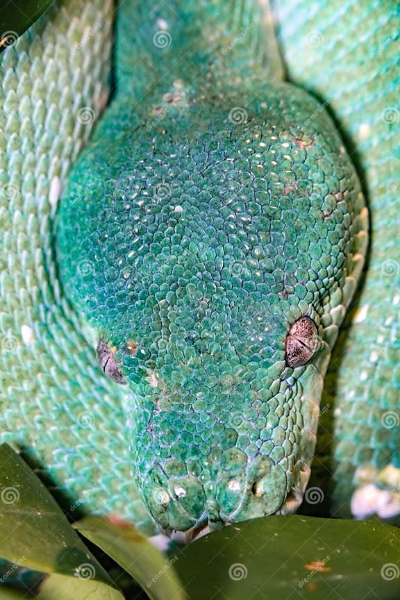 Green Python. a Tree Python. Morelia Viridis Stock Photo - Image of ...