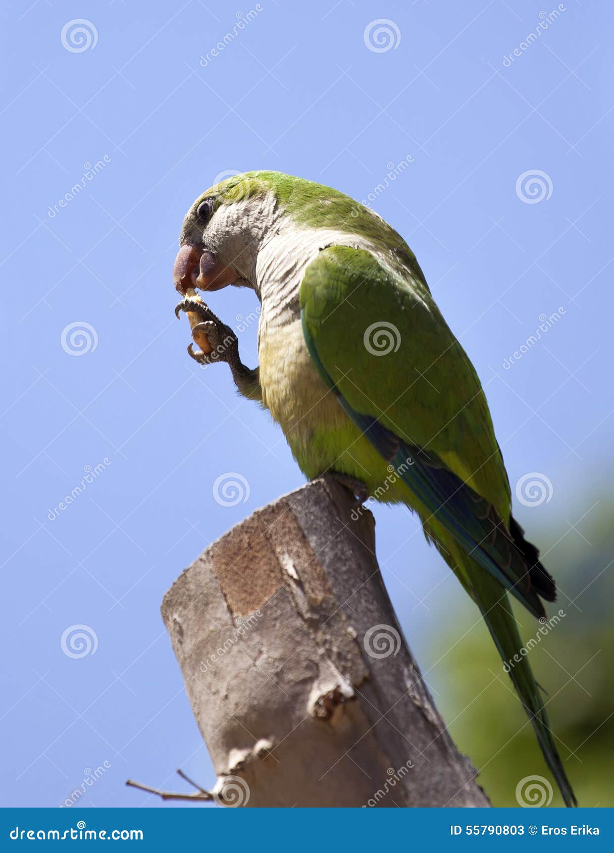 Green Quaker Parrot stock image. Image of tropical, wood - 55790803