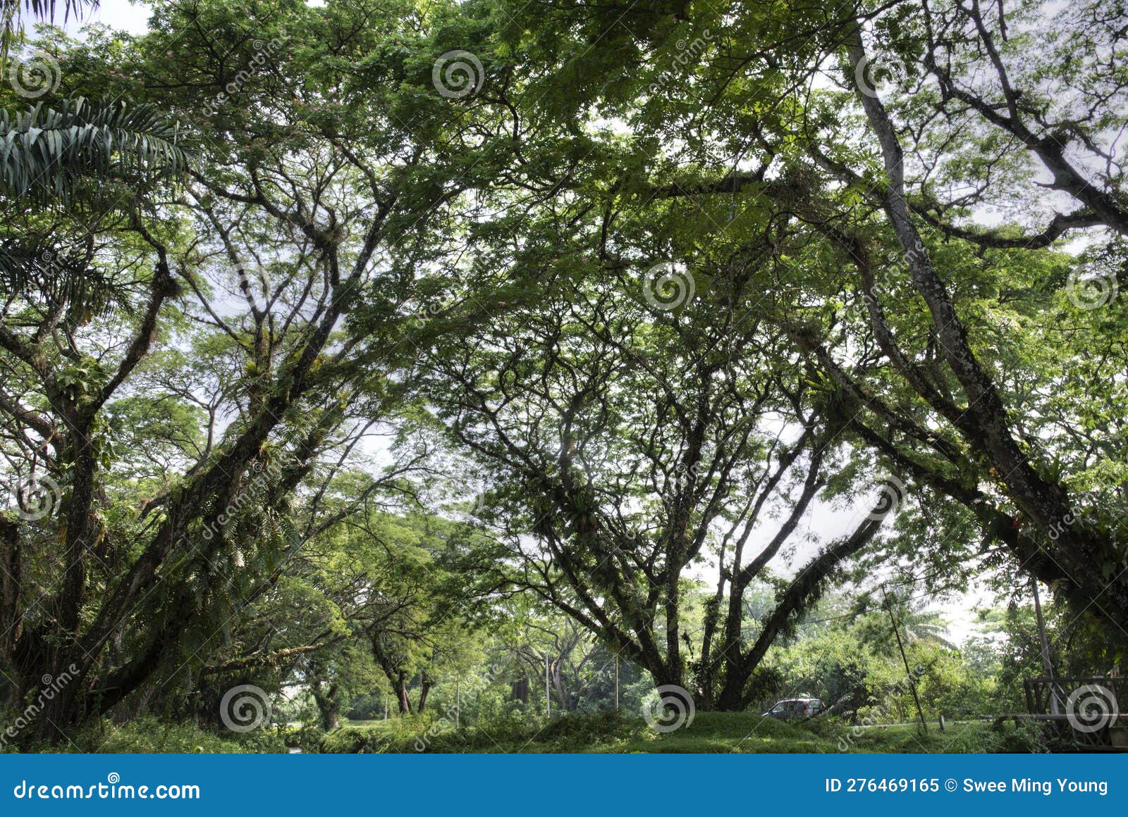 Green Quiet Pathway through the Foliage Canopy Shade Landscape Stock ...