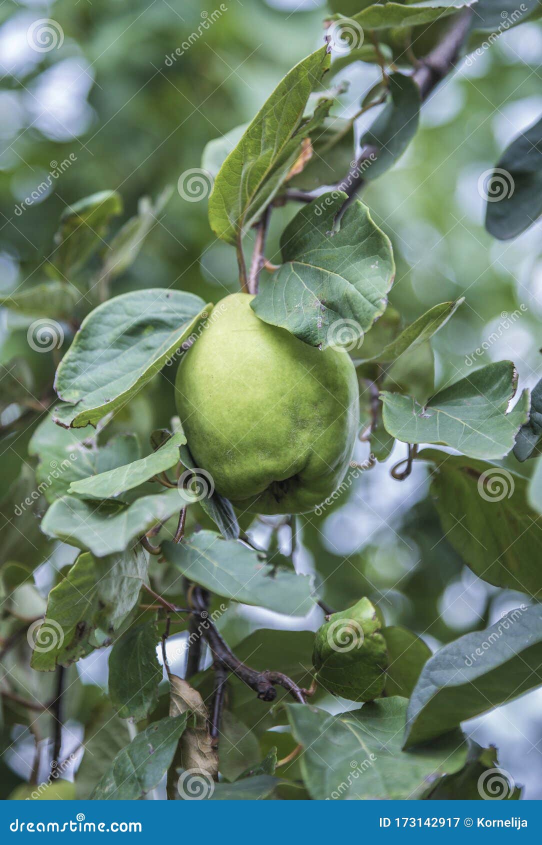 Green Quince on a Tree Branch Stock Image - Image of gardening, nature ...