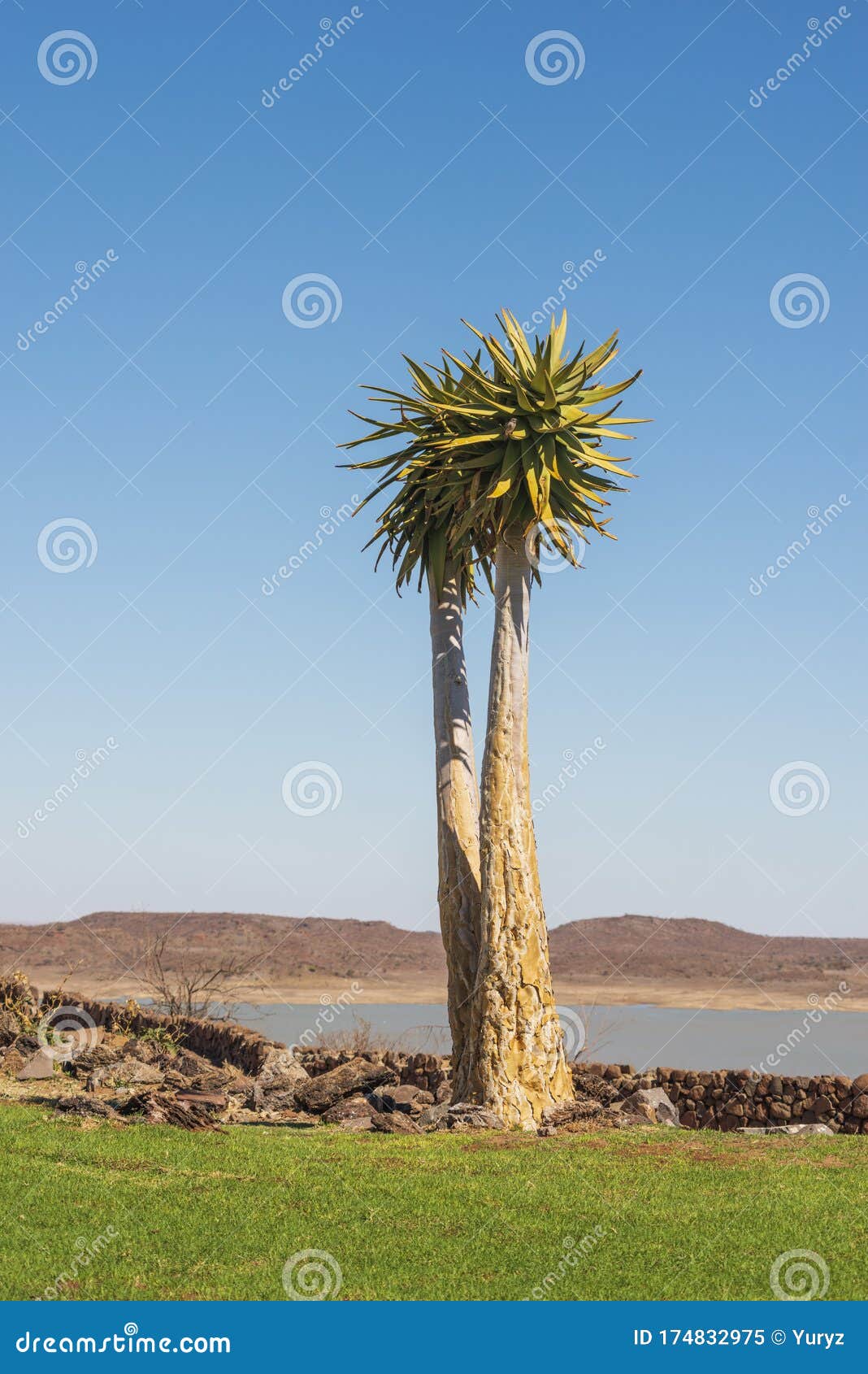 Green quiver tree stock image. Image of freshness, africa - 174832975