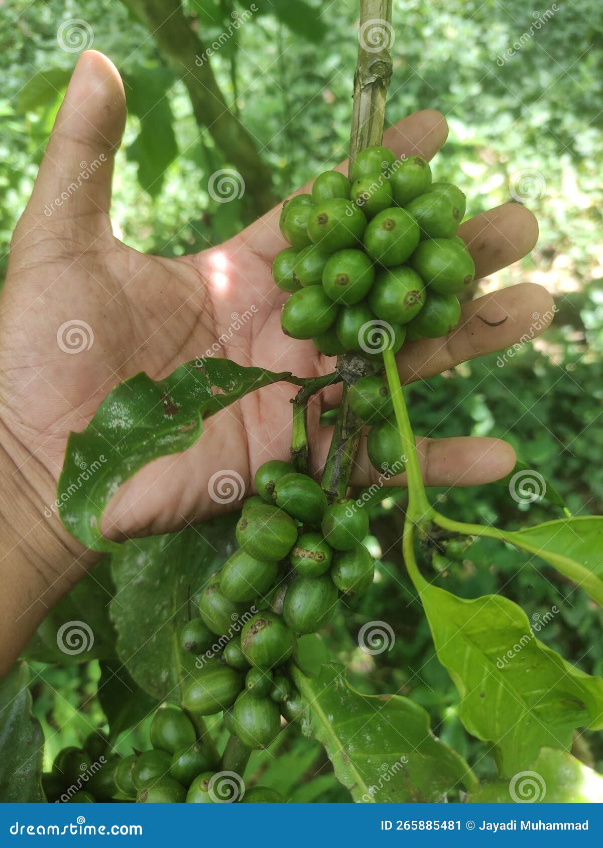 Green Rabika Original Coffee Stock Image - Image of rabika, original ...