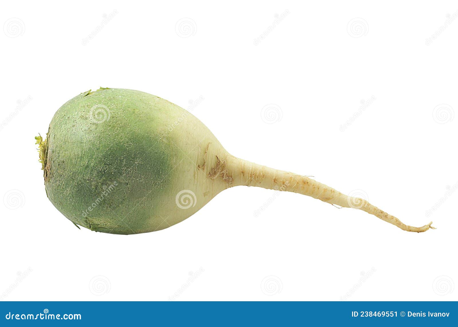 Green Radish Isolated on White Background Stock Image - Image of ...