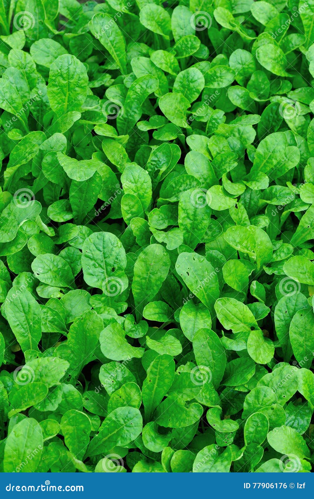 Green Radish Leaf Plants in Growth Stock Photo - Image of organic ...
