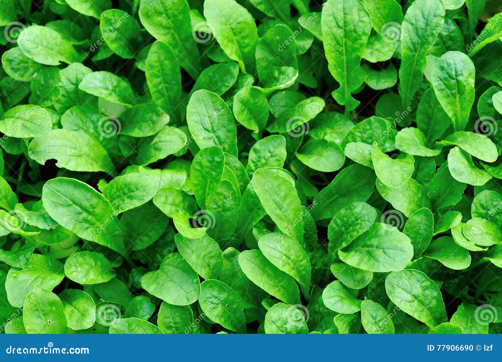 Green Radish Leaf Plants in Growth Stock Photo - Image of sprout ...