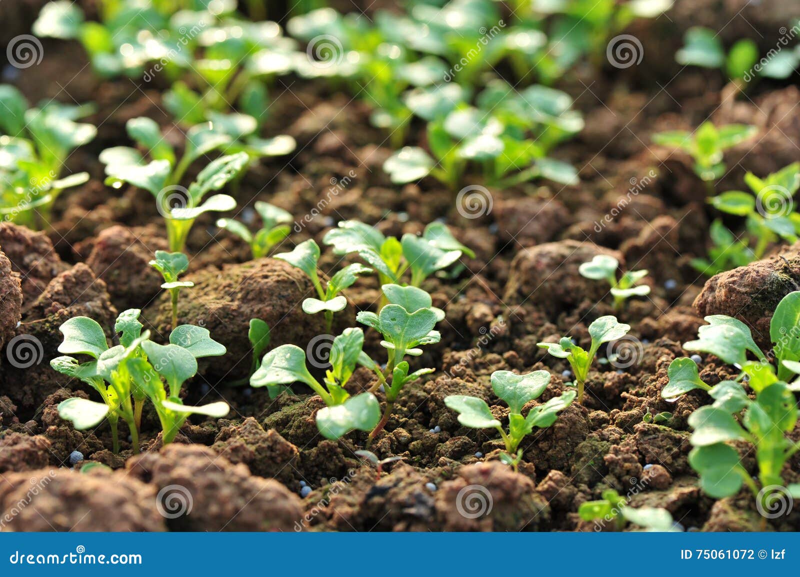 Green radish plants stock photo. Image of growth, plantation - 75061072
