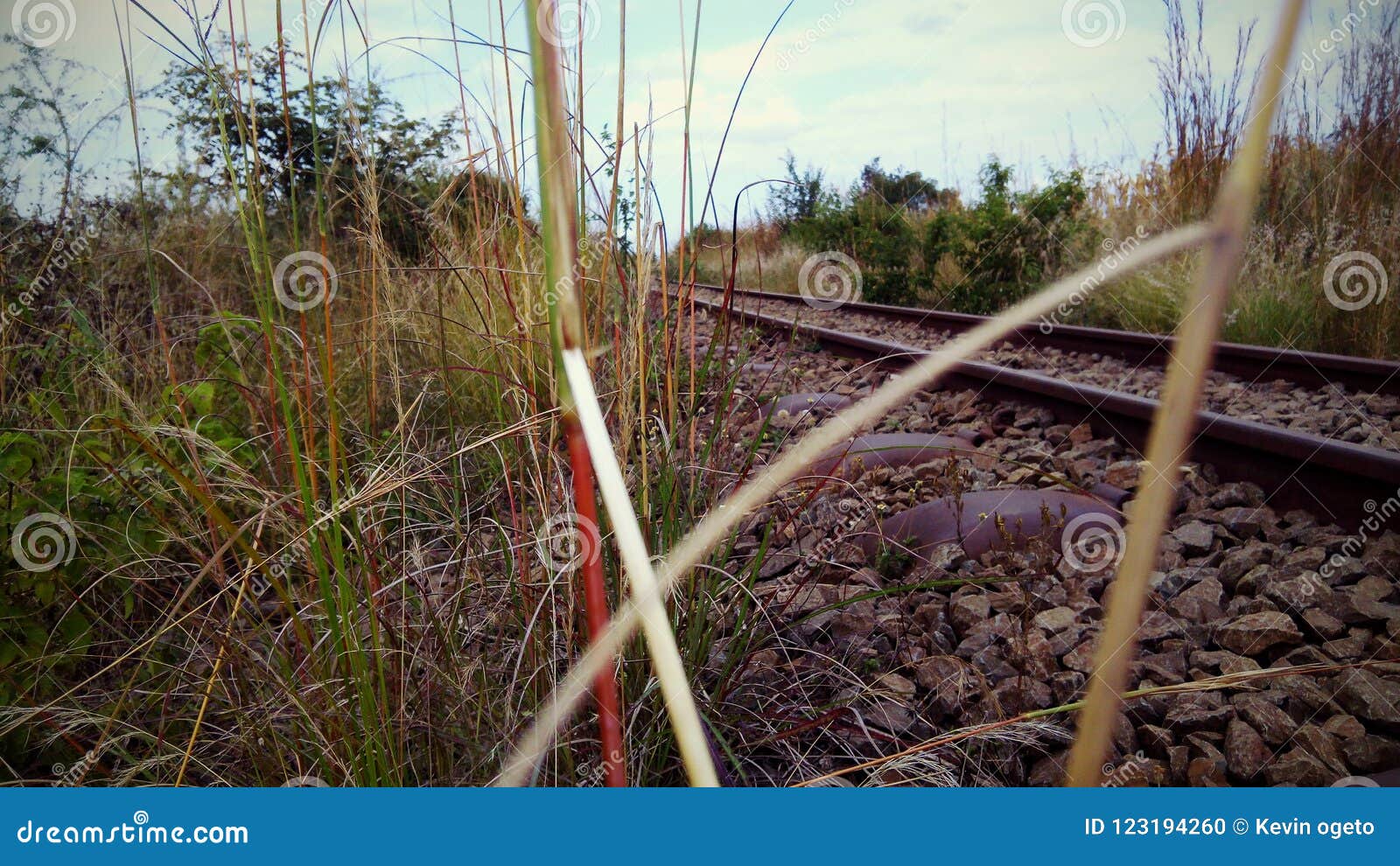 Green Railway Line Grass Nature Stock Photo - Image of bush, tree ...