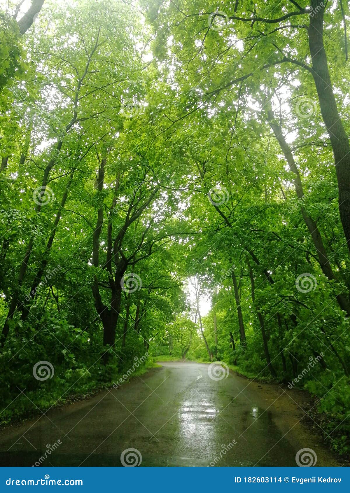 Green Rain forest bright stock photo. Image of woodland - 182603114