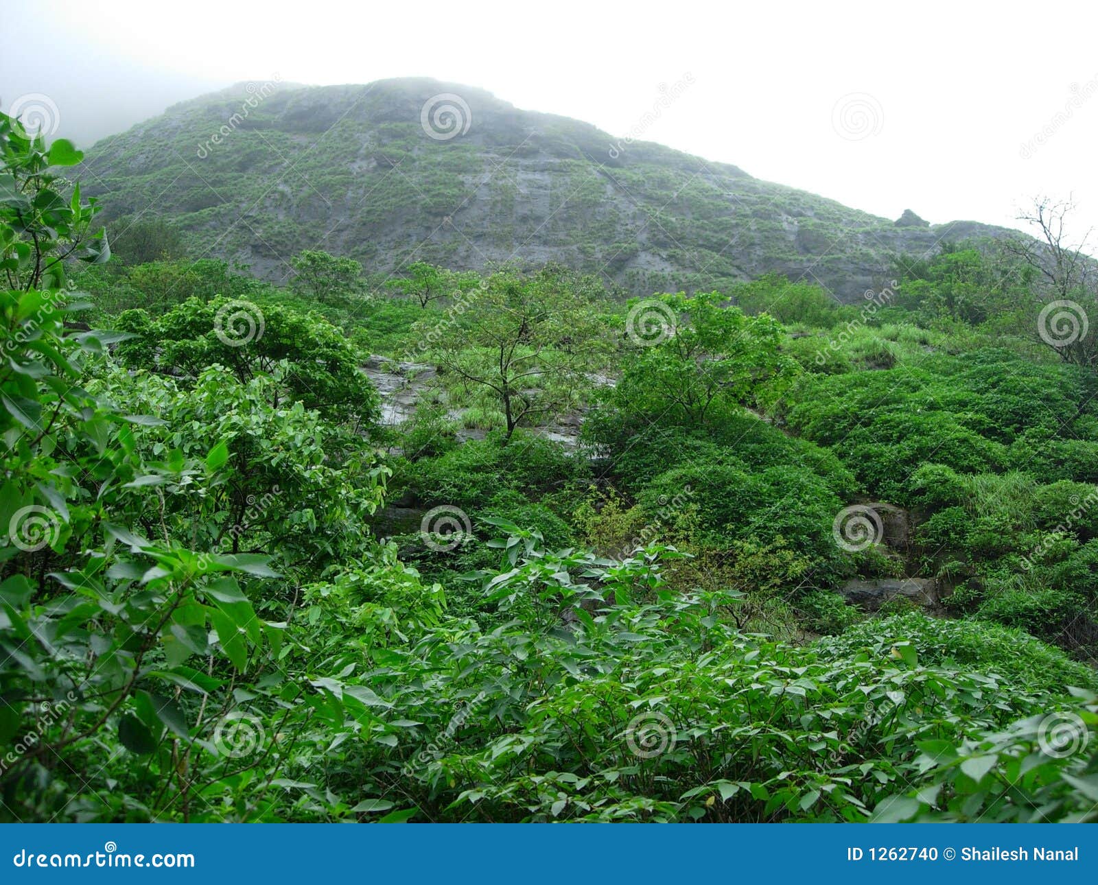 Green Rain Forest and Mountain Stock Photo - Image of remote, trees ...