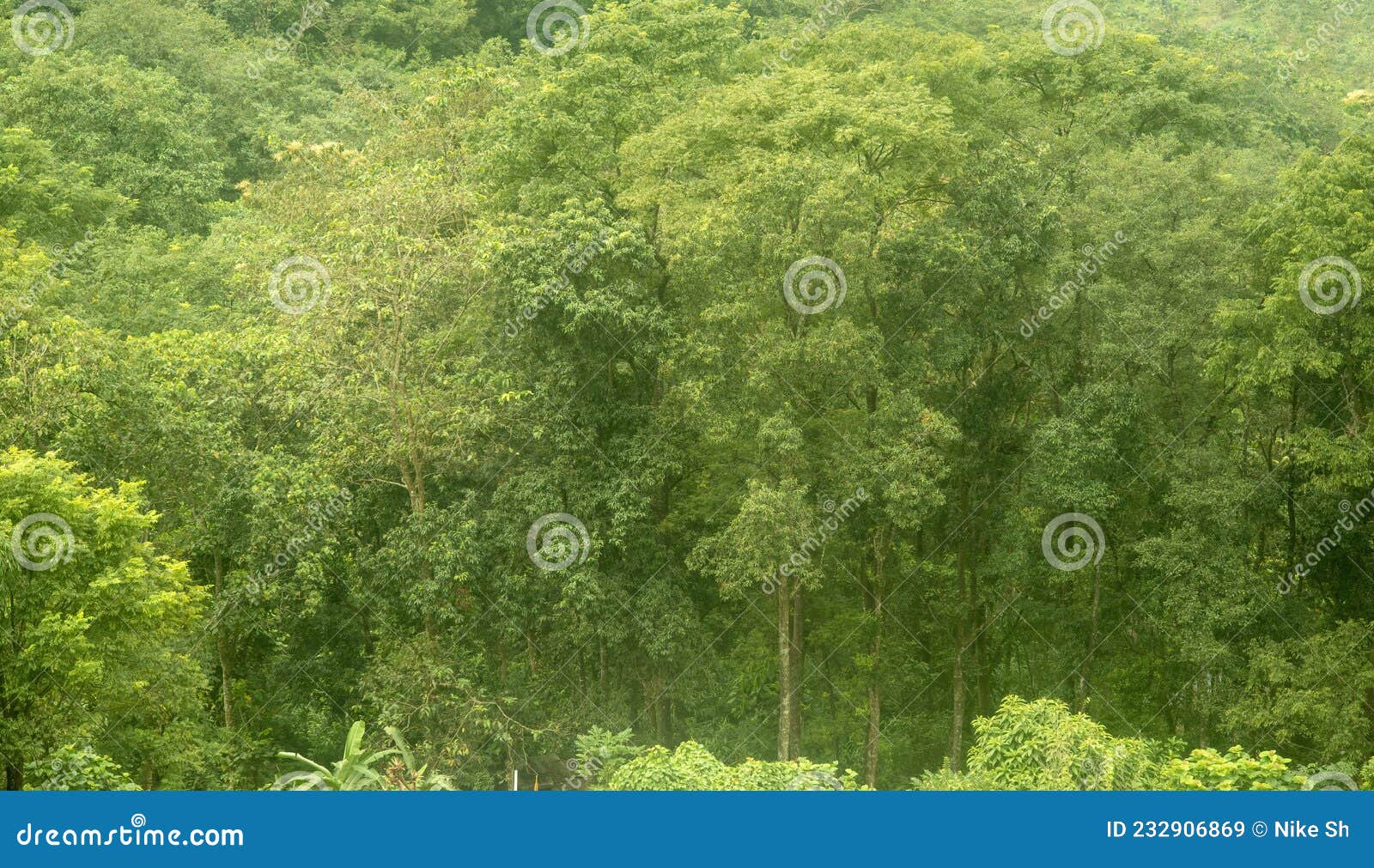 Green rain forest stock image. Image of tall, jungle - 232906869