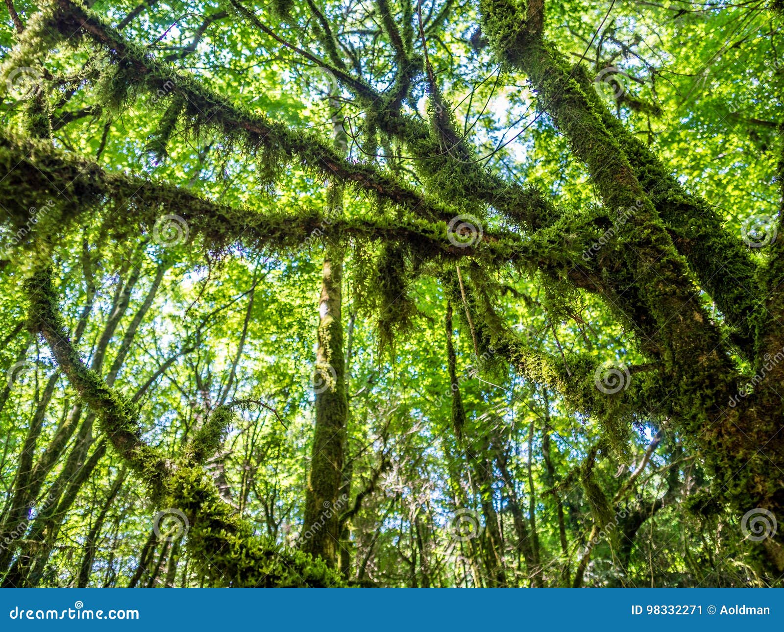 Green rain forest stock image. Image of environment, beautiful - 98332271