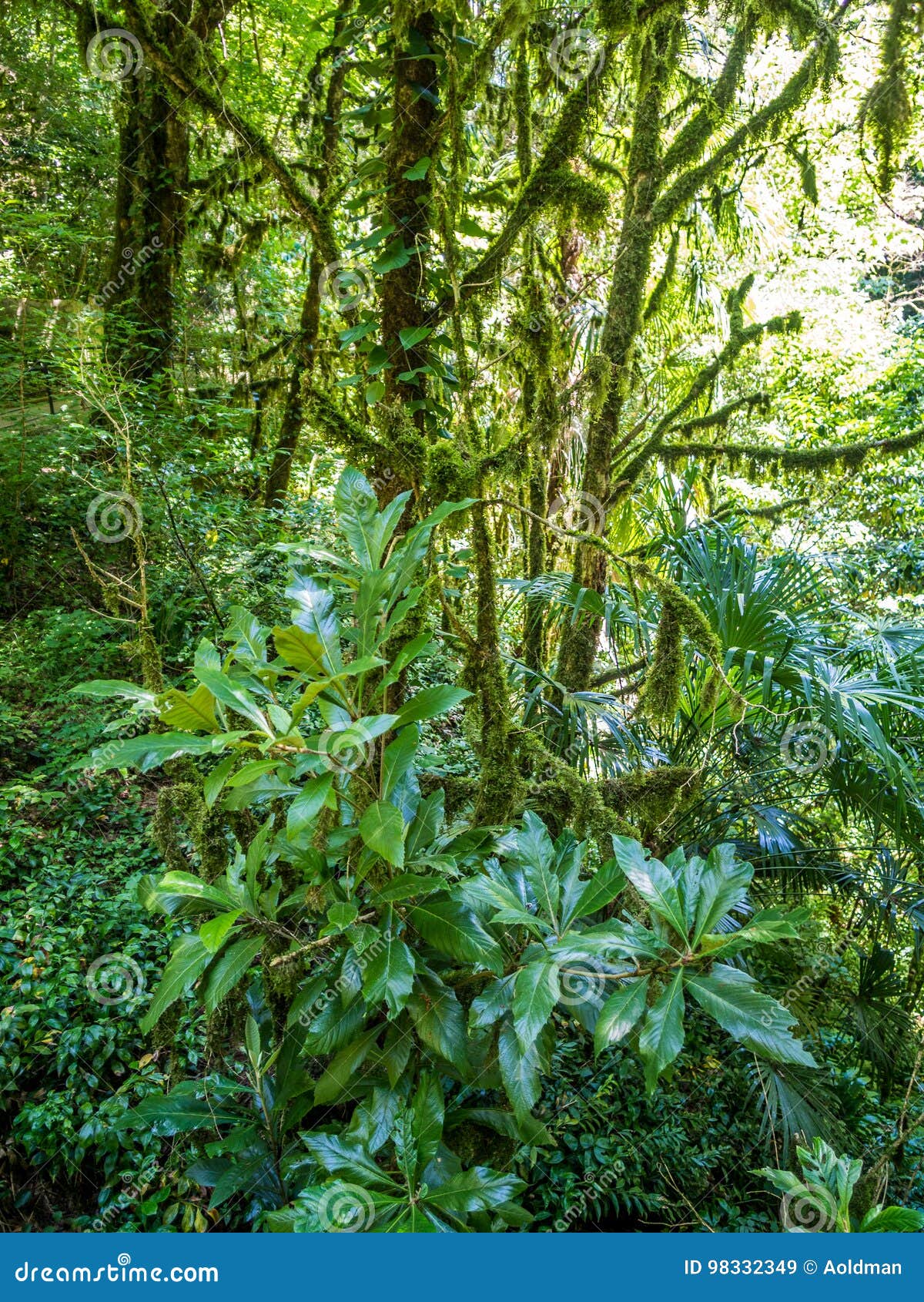 Green rain forest stock image. Image of national, landscape - 98332349