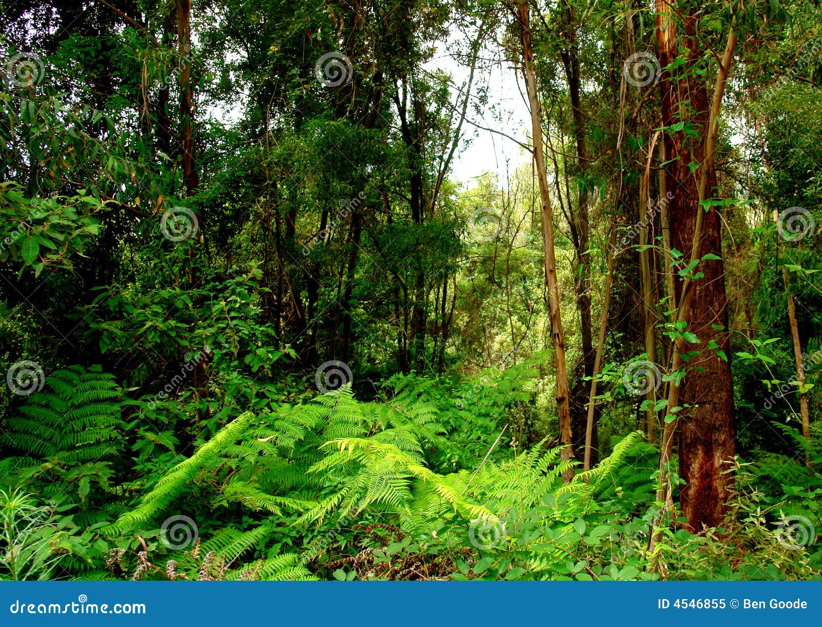 Green Rainforest stock image. Image of forest, tourism - 4546855