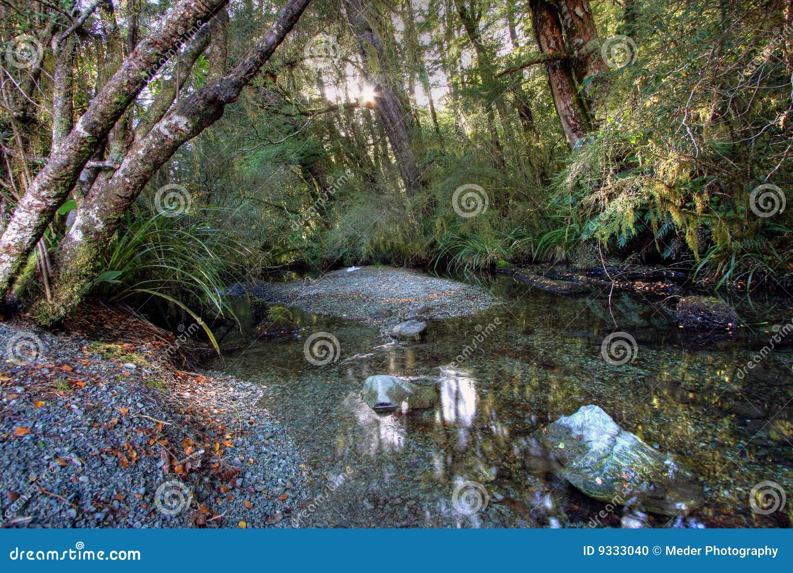 Green Rainforest Background Stock Photo - Image of damp, forest: 9333040