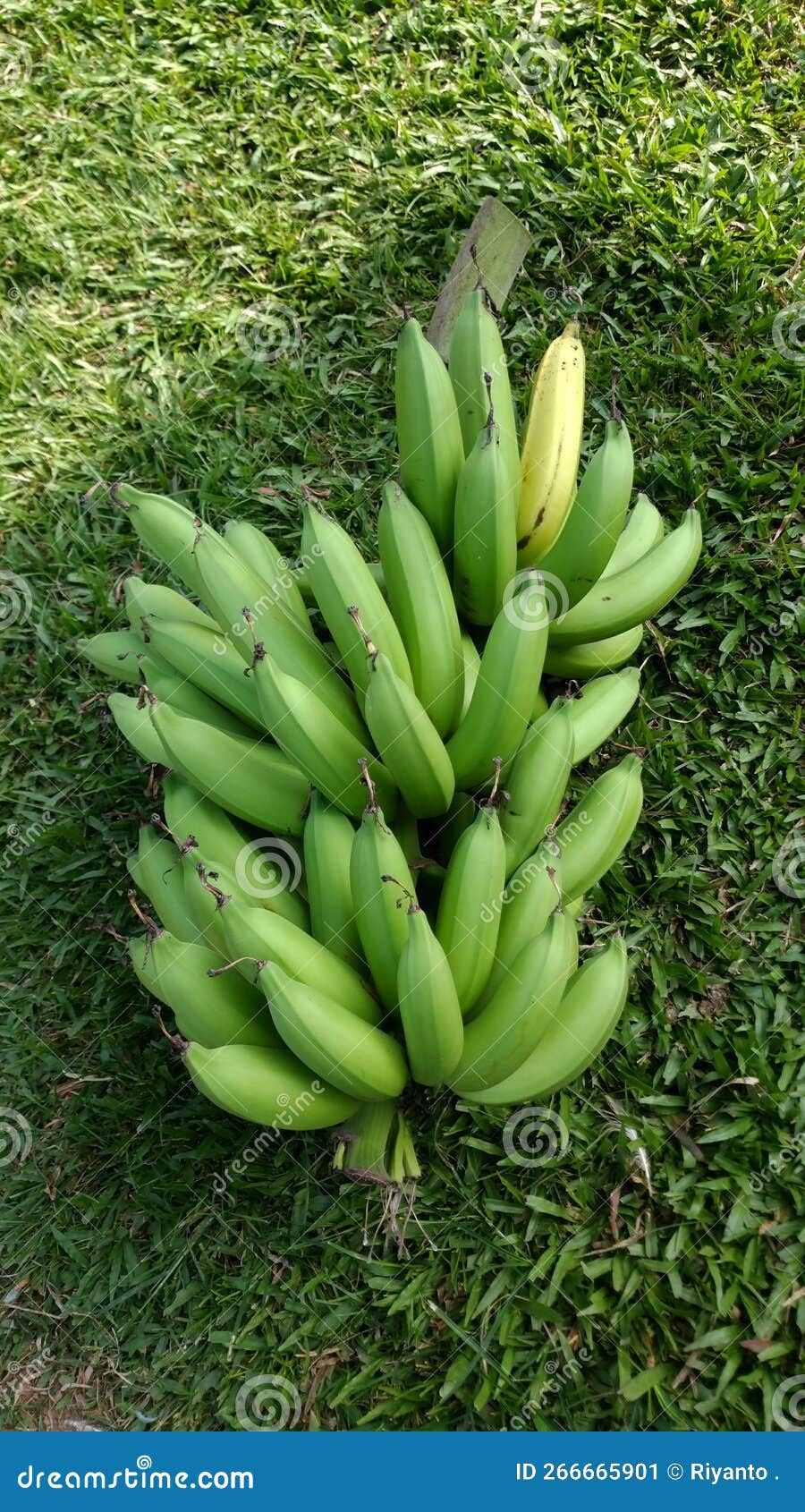Green Banana Raja Nangka stock image. Image of pisang - 266665901