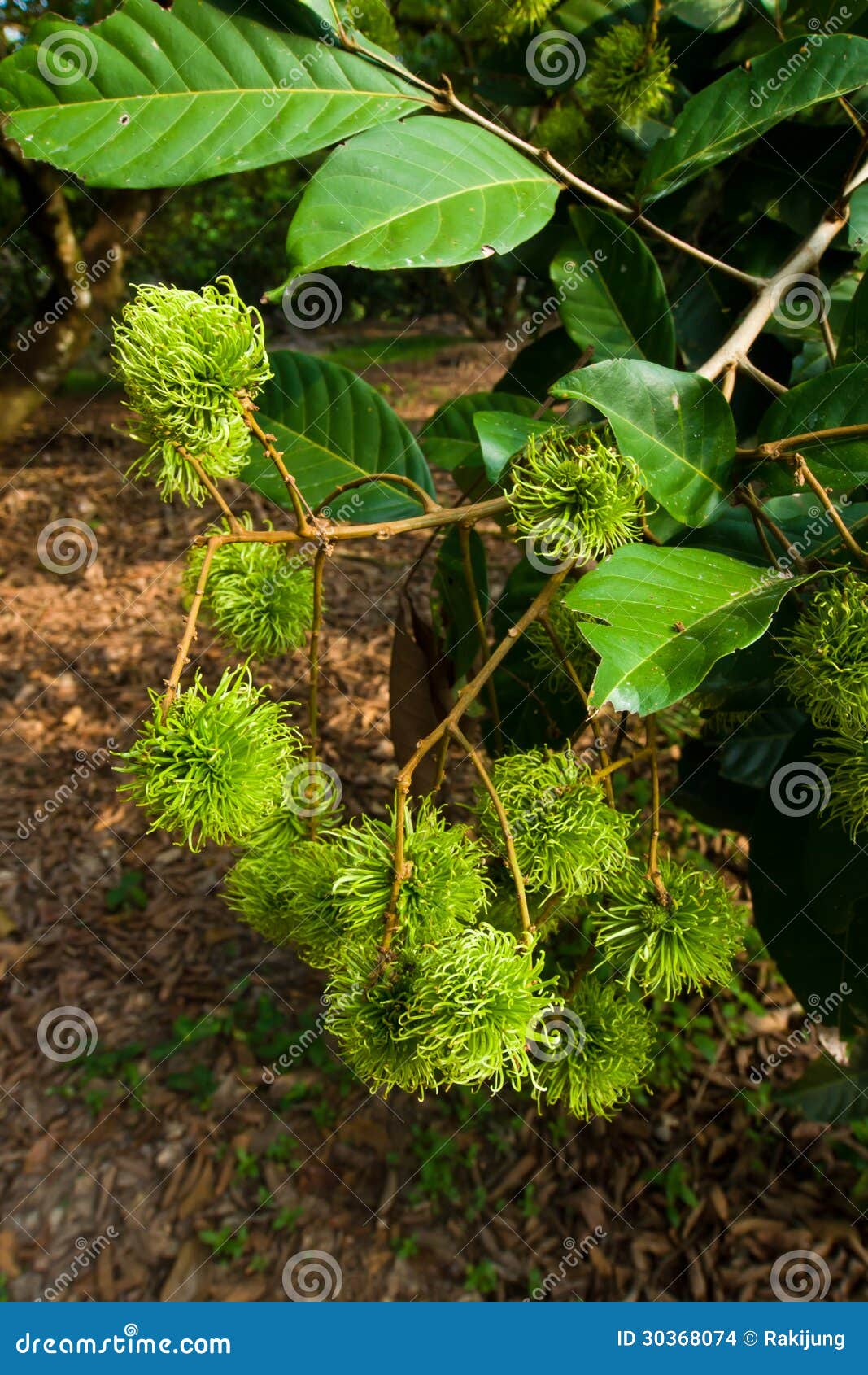 Green rambutan stock photo. Image of climate, rambutan - 30368074