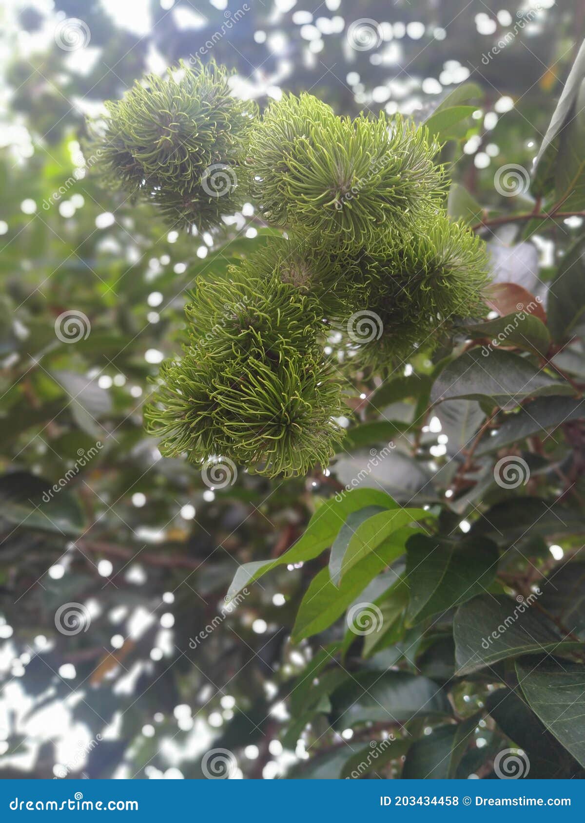 Green rambutan fruit stock photo. Image of green, twig - 203434458