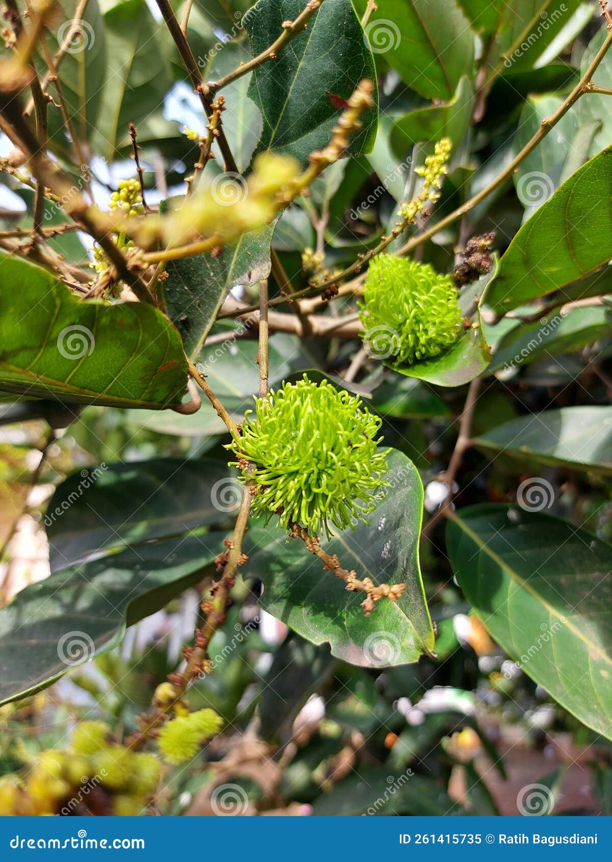 Green rambutan fruit stock image. Image of tree, leaf - 261415735
