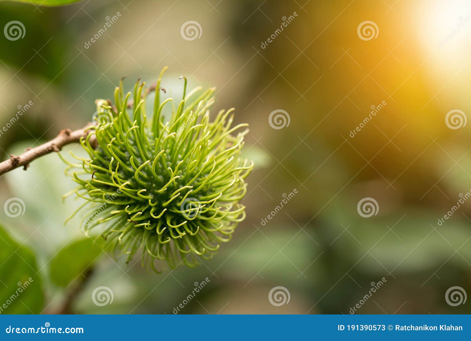 Green Rambutan Fruit on Tree, Rambutan Tree Stock Image - Image of ...