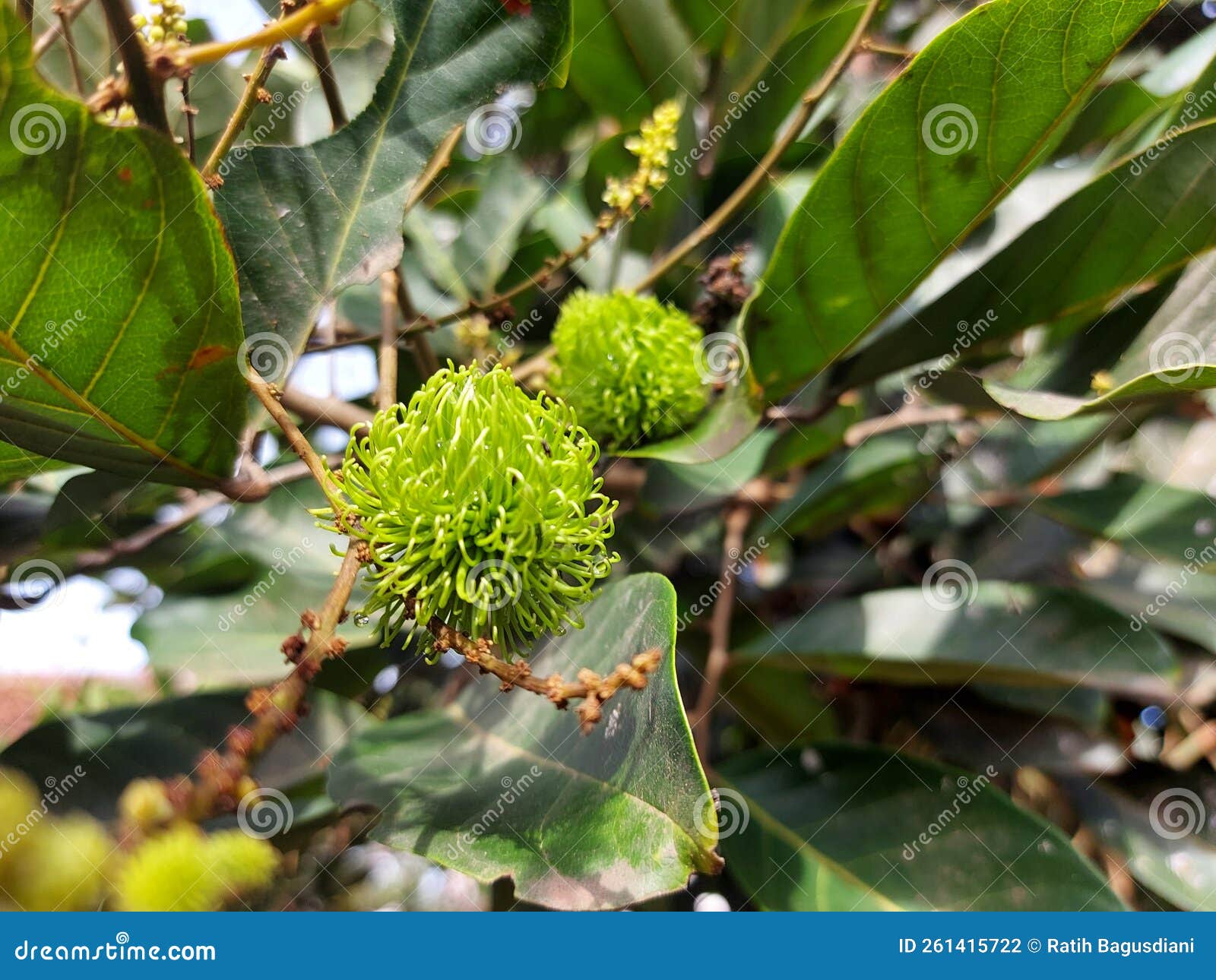 Green rambutan fruit stock photo. Image of currant, garden - 261415722
