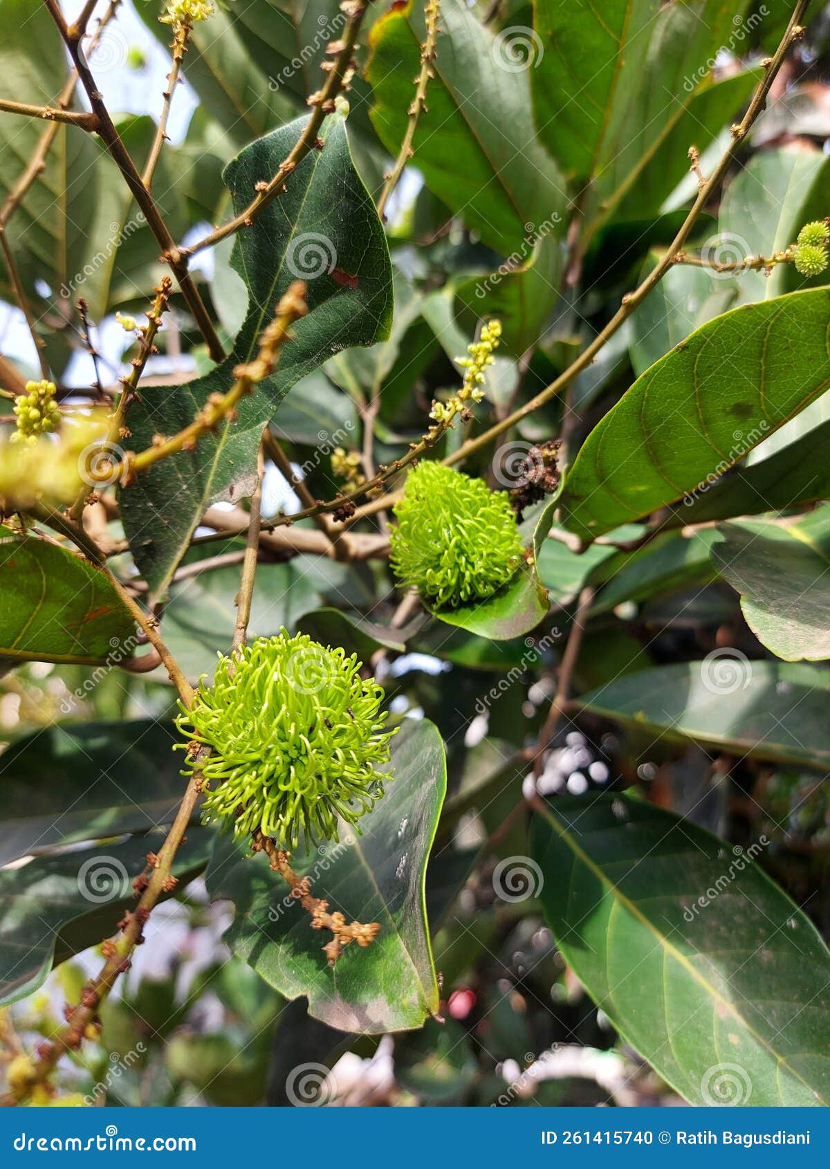 Green rambutan fruit stock photo. Image of fruit, nature - 261415740