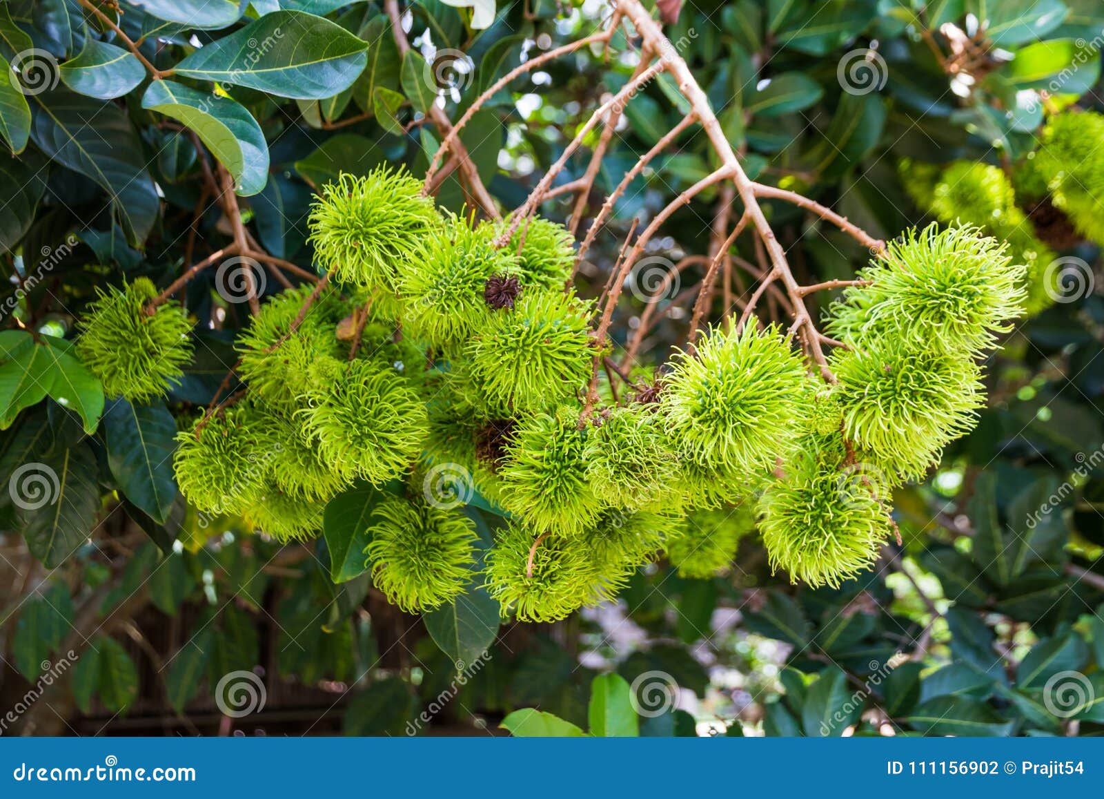Green Rambutan stock photo. Image of tree, green, tropical - 111156902