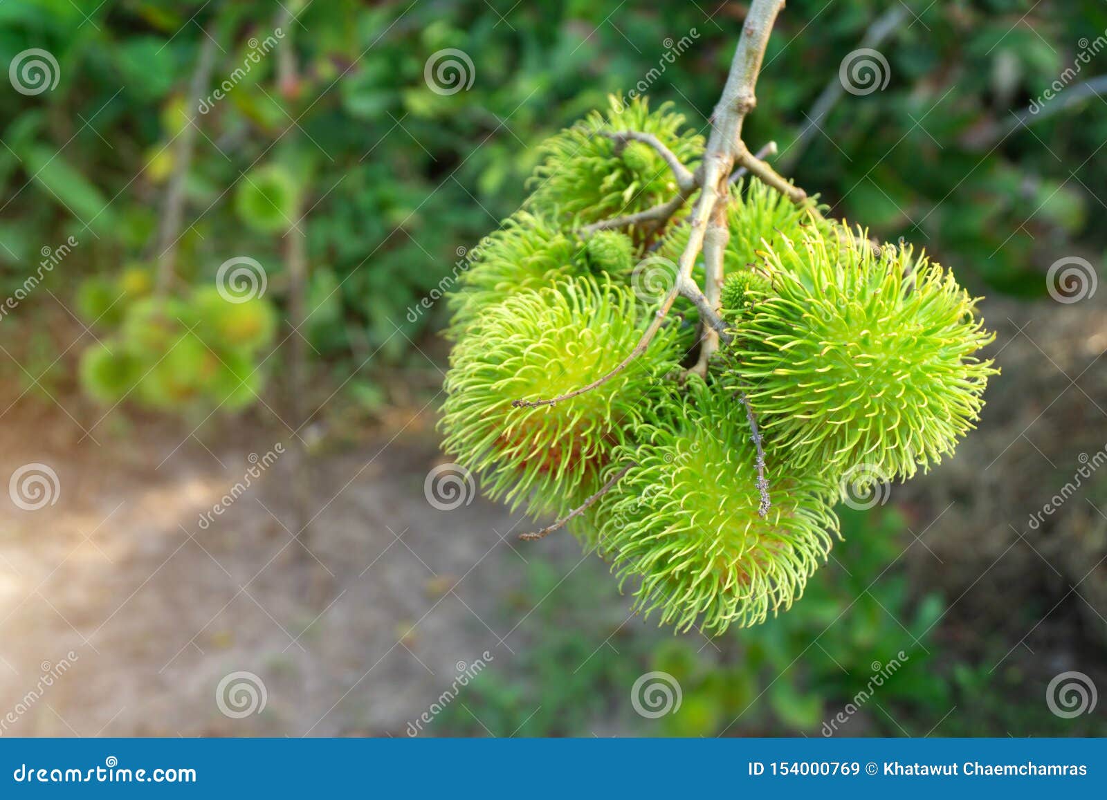Green Rambutan that is Not yet Ripe on Tree Stock Image - Image of ...