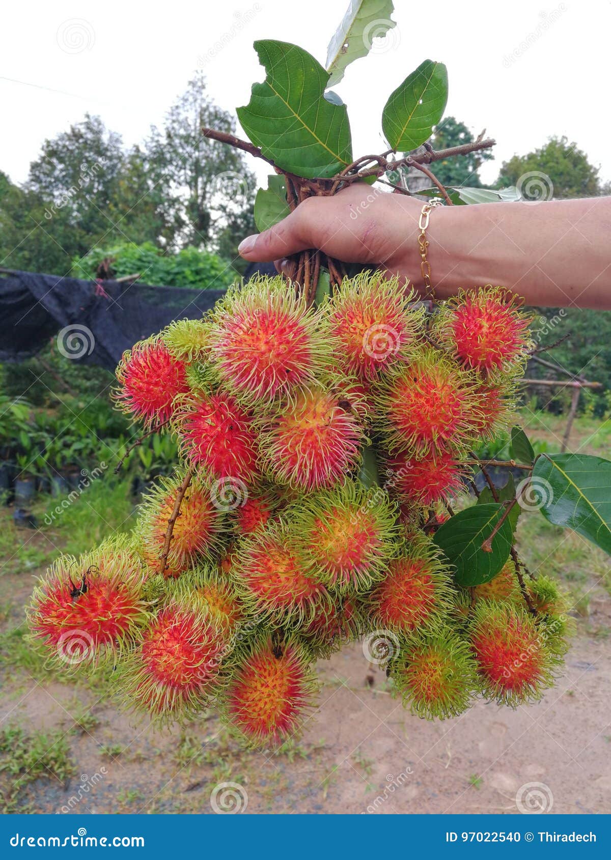 Green Rambutan on Red, Fruit Farm Stock Photo - Image of nature, leaf ...