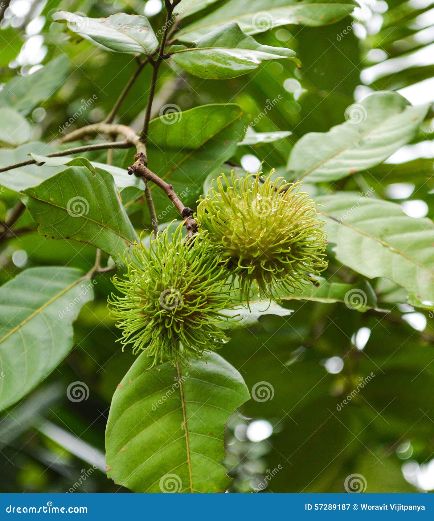 Green Rambutan on tree stock image. Image of delicious - 57289187