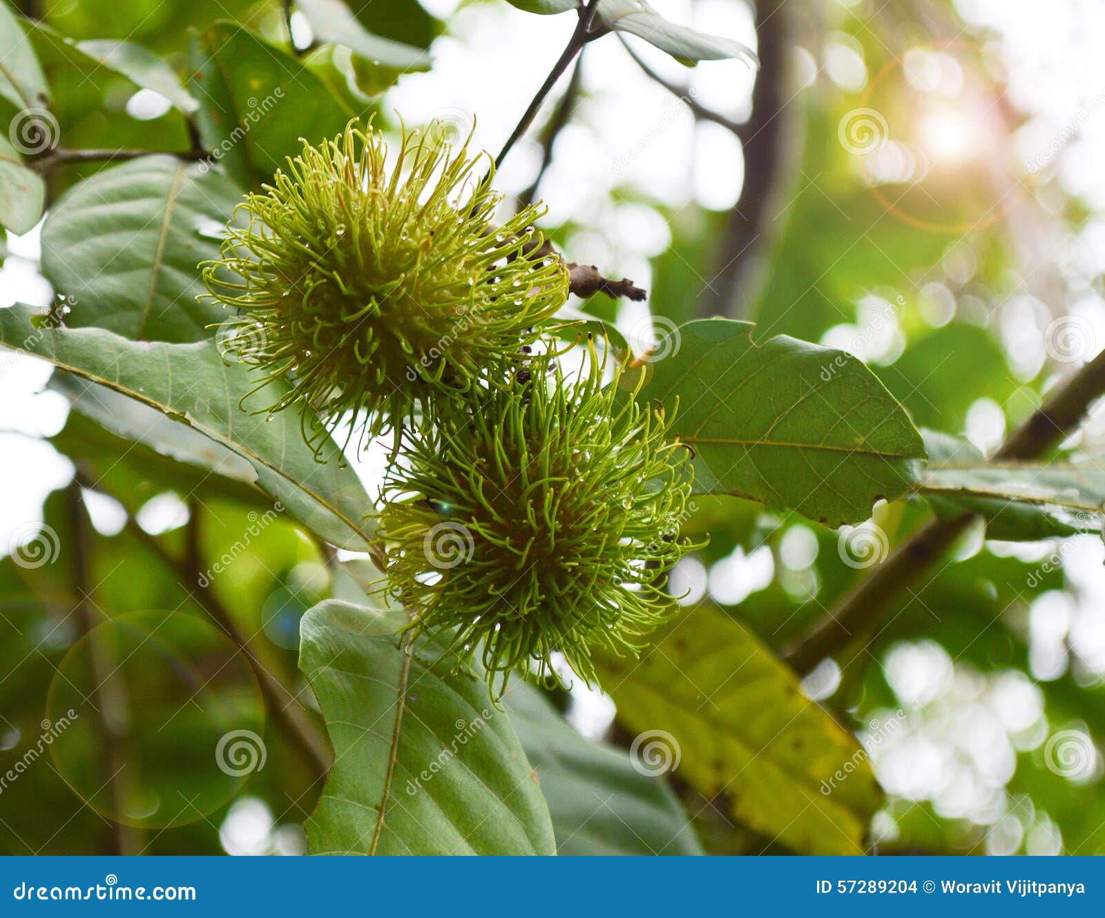 Green Rambutan on tree stock photo. Image of fruit, food - 57289204