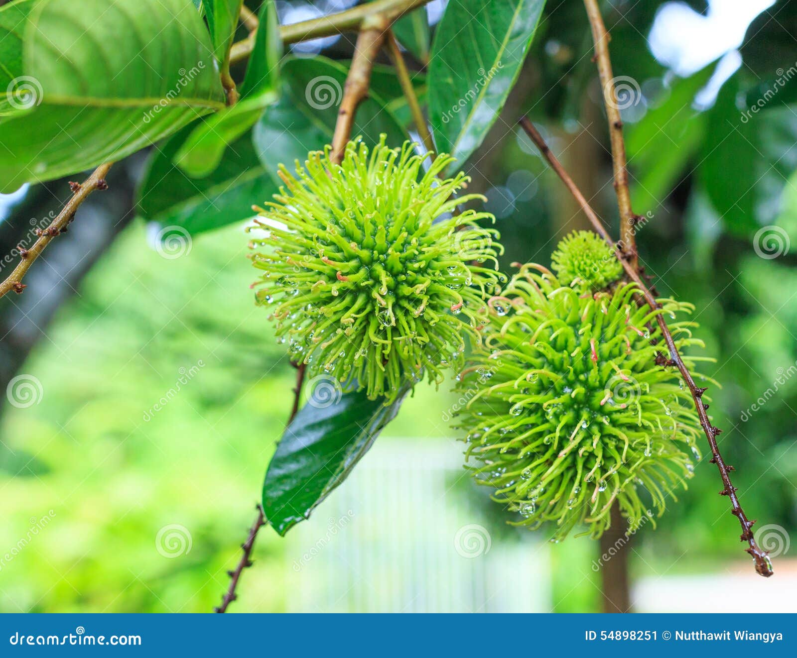 Green rambutan stock image. Image of crop, young, delicious - 54898251