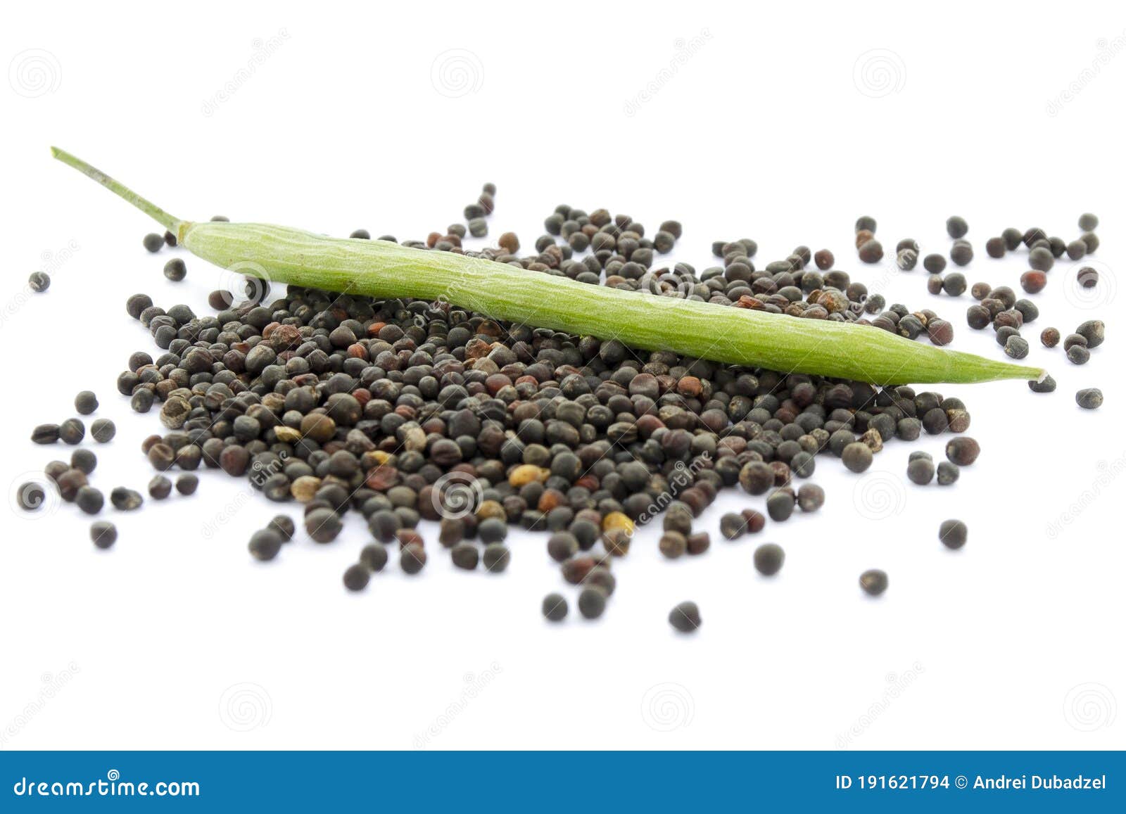 Green Rapeseed Pod and Dry Seeds Isolated on White Background. Rapeseed ...