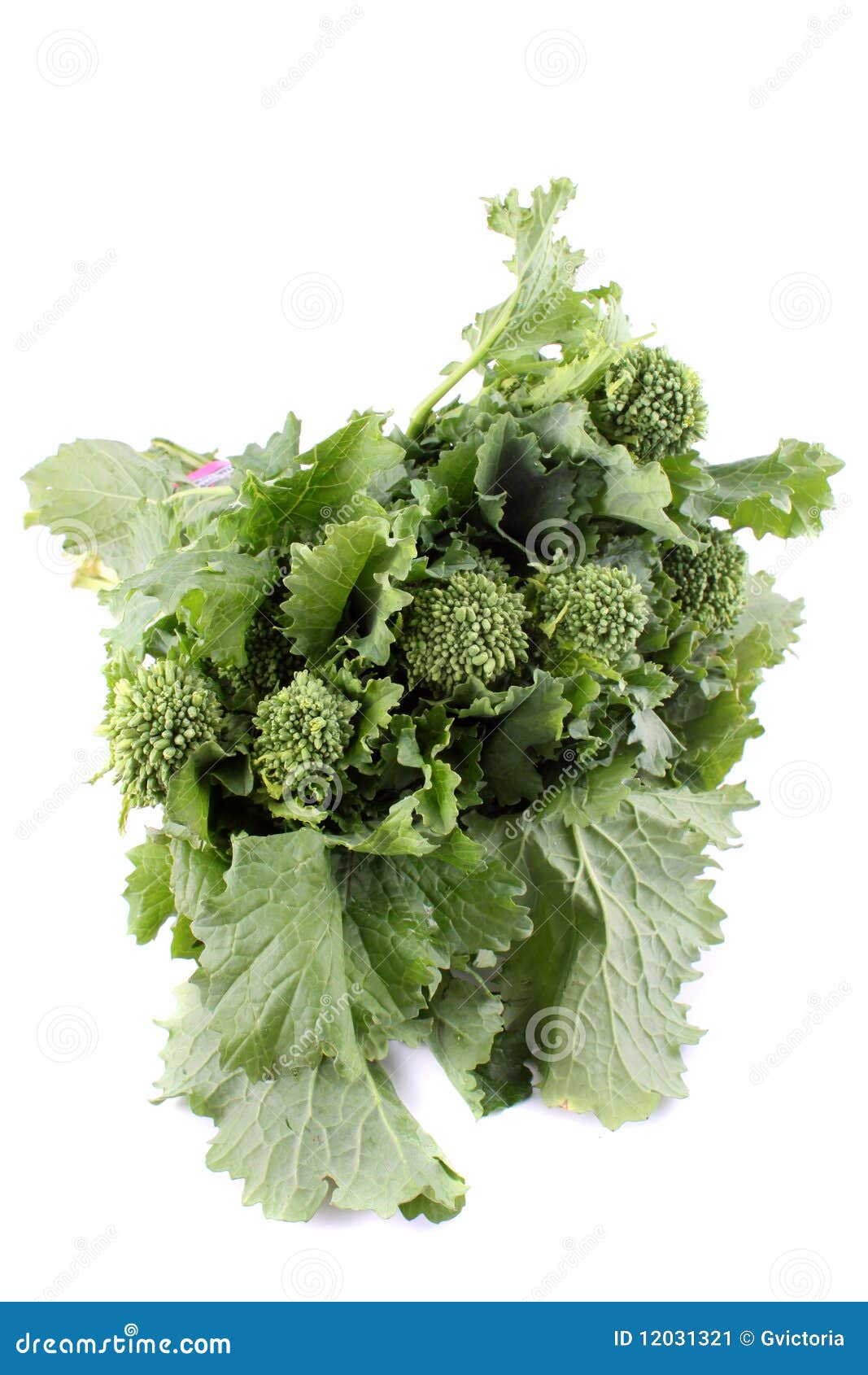 Green rapini stock image. Image of mediterranean, vegetables - 12031321