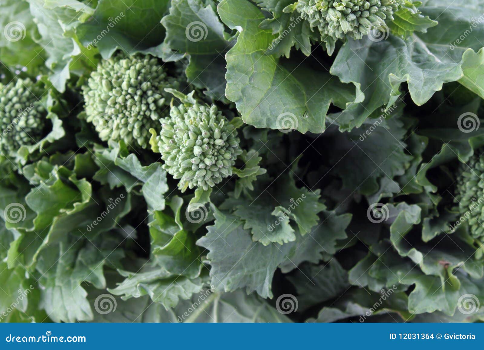 Green rapini closeup stock photo. Image of cuisine, food - 12031364