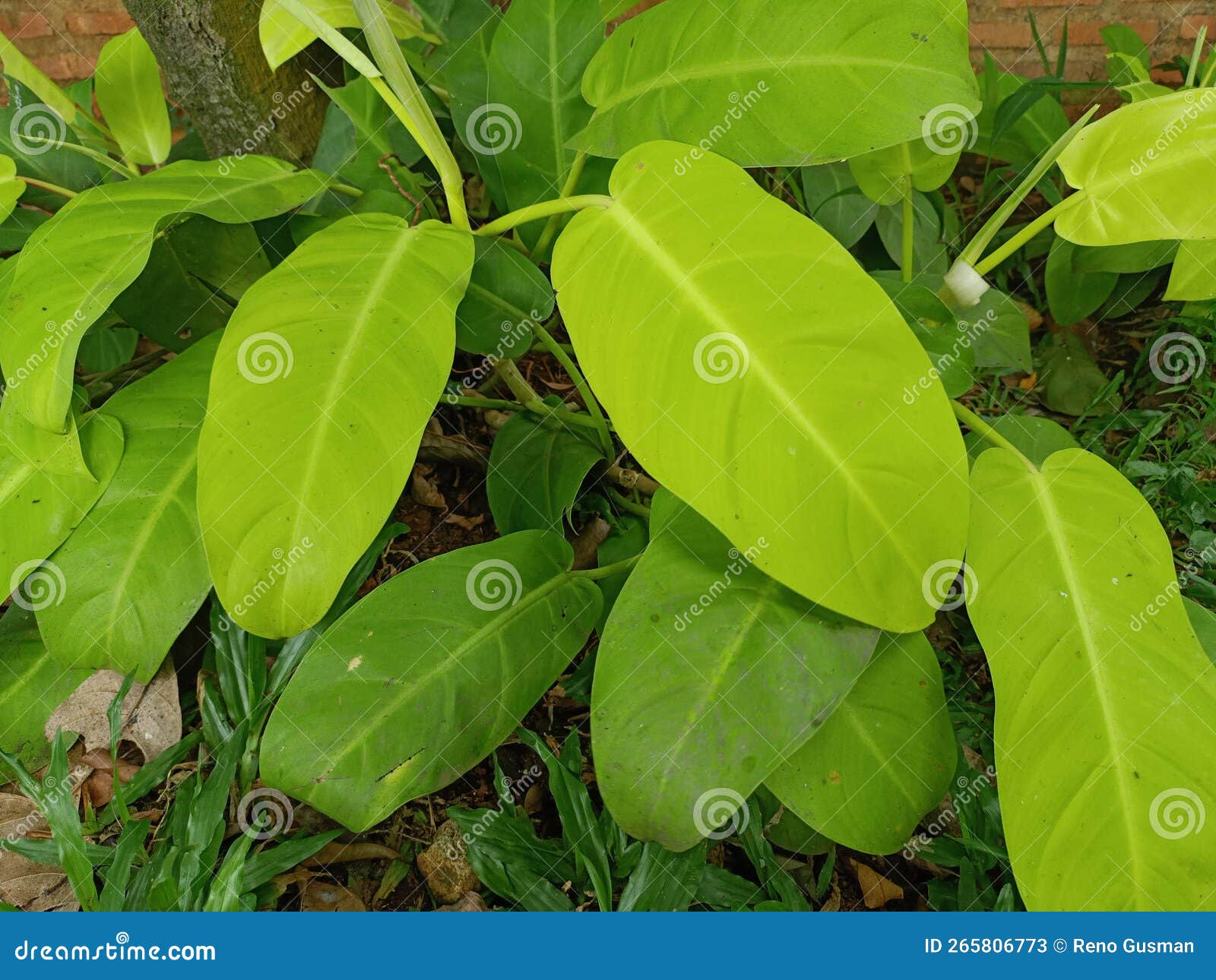 Green Rare Leaf in the Bushes Stock Image - Image of yellow, vegetable ...