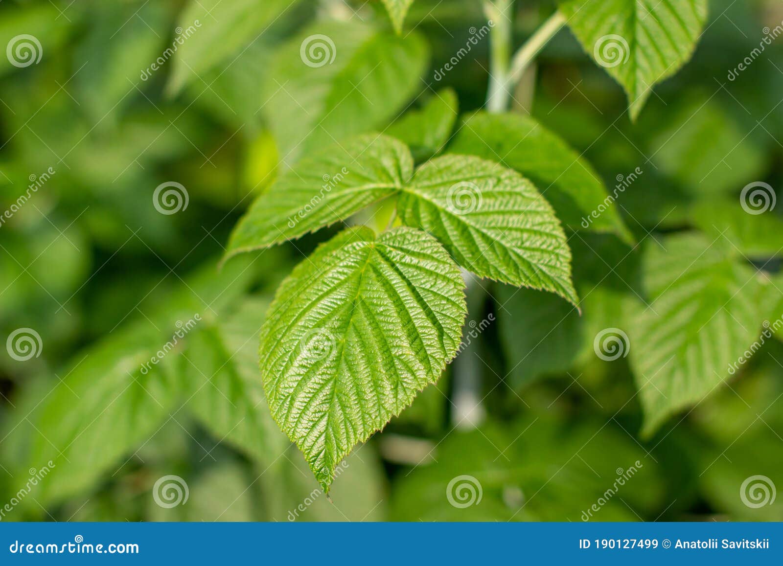 Green Raspberry Leaf in the Garden. Ripe Raspberries Stock Image ...