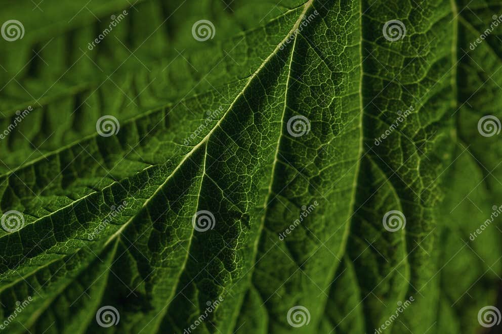 Green Raspberry Leaf. Macro Photo. Close-up. Panorama Format Stock ...