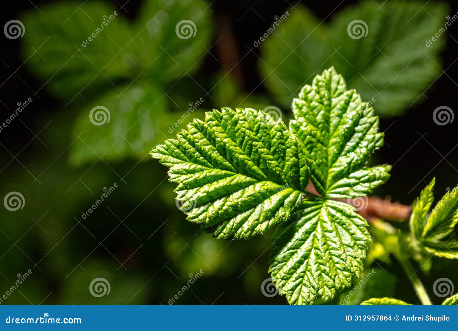 Green Raspberry Leaves on a Black Background Stock Photo - Image of ...