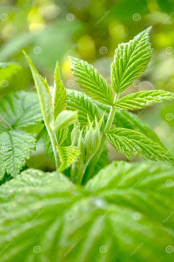 Green Raspberry Leaves on a Bush. Development of a Raspberry Bush in ...
