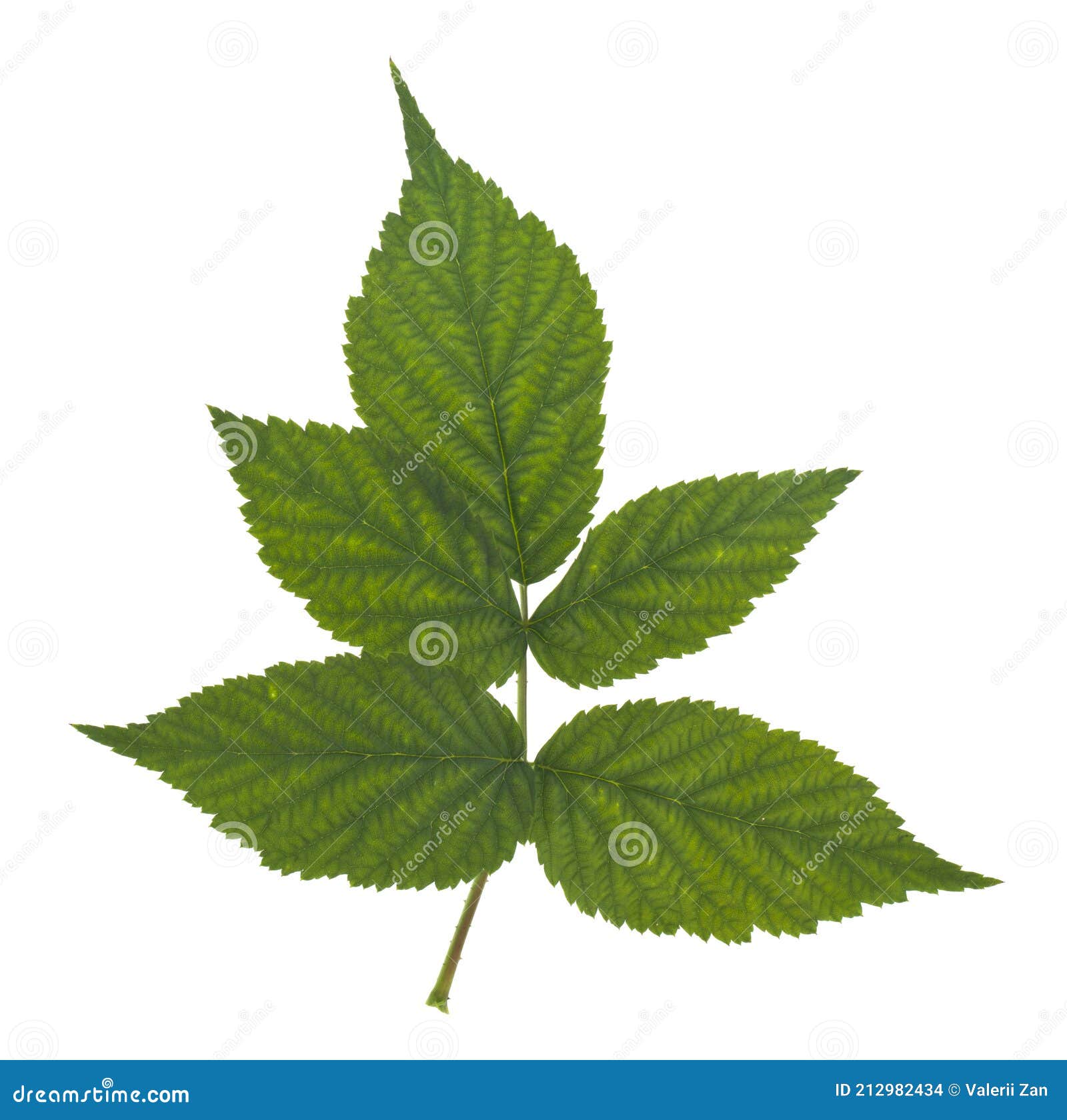 Green Raspberry Leaves Isolated on White Background Stock Photo - Image ...