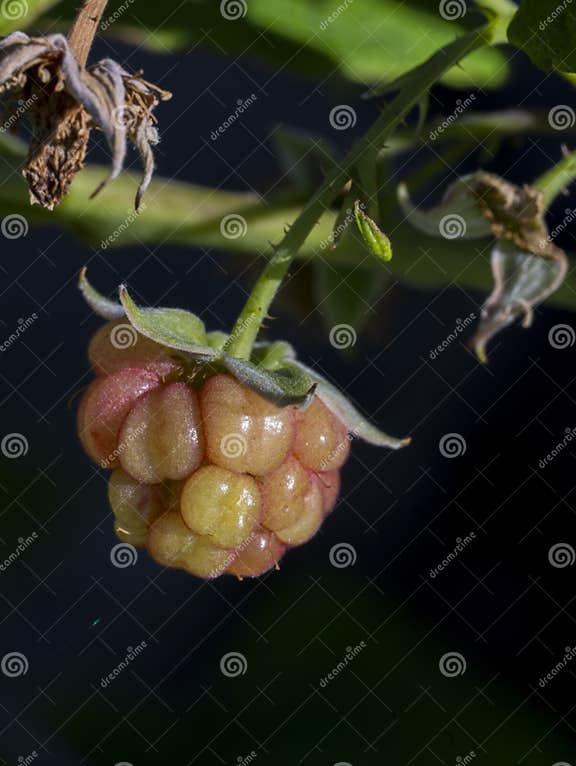 Green Raspberry on the Stem of a Bush Stock Image - Image of closeup ...