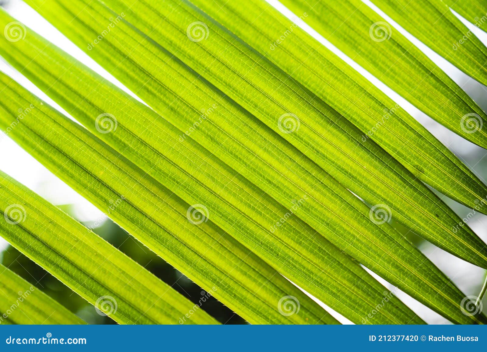 Green Rattan Leaves Background in Nature Stock Photo - Image of ...