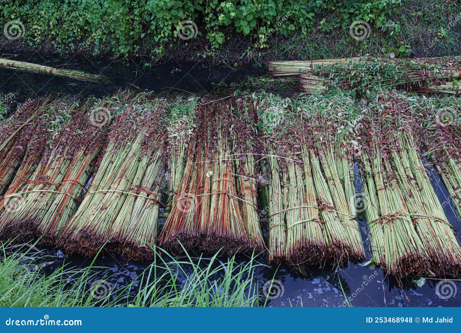 Green raw jute tree farm stock photo. Image of plant - 253468948