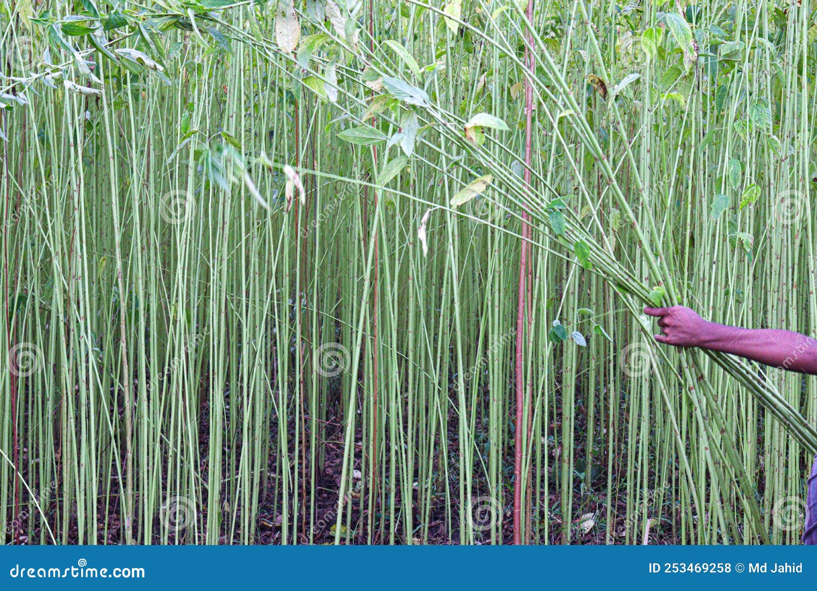 Green raw jute tree farm stock photo. Image of field - 253469258