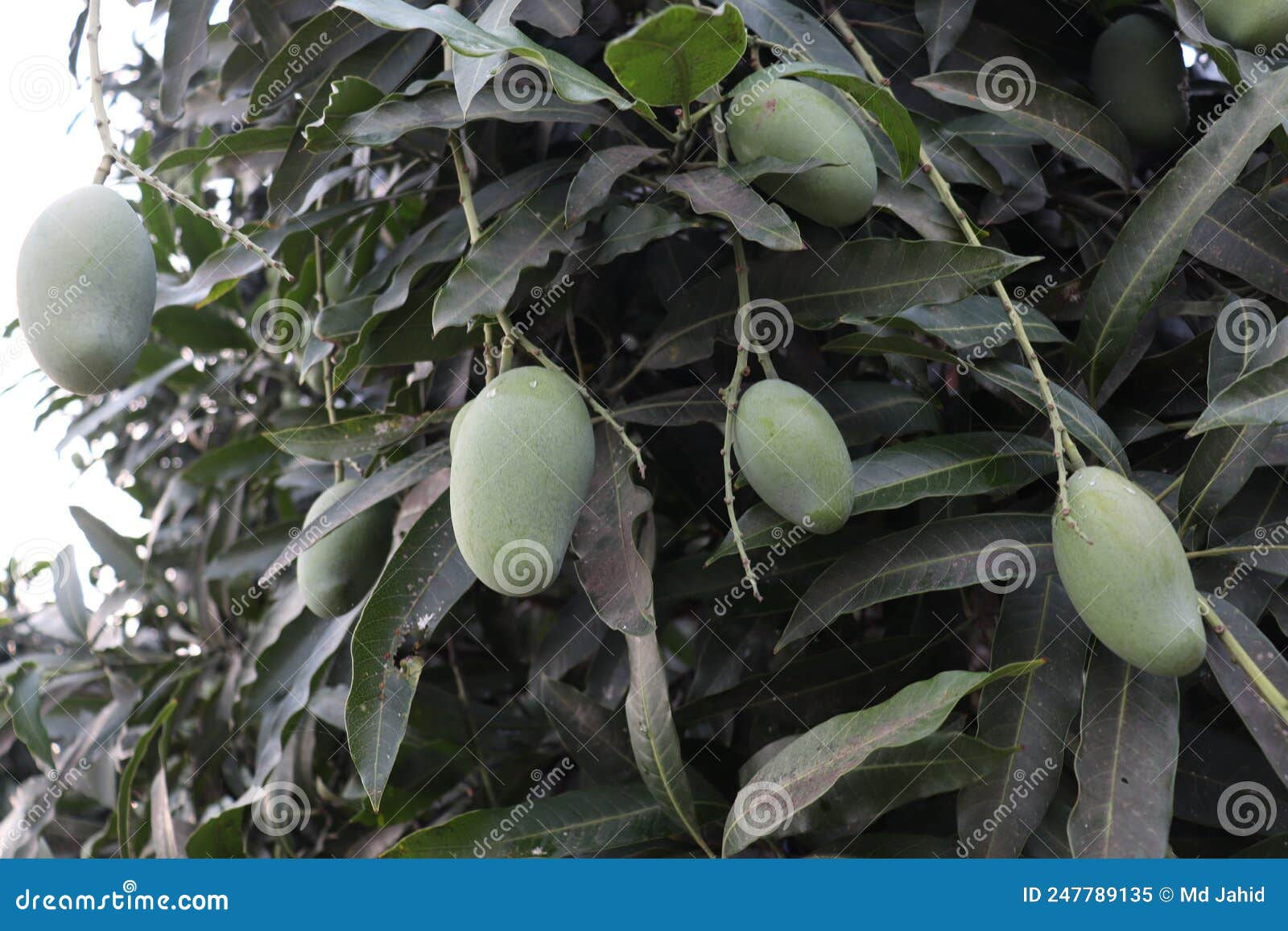 Green Raw Mango on Tree in the Farm Stock Image - Image of ingredient ...