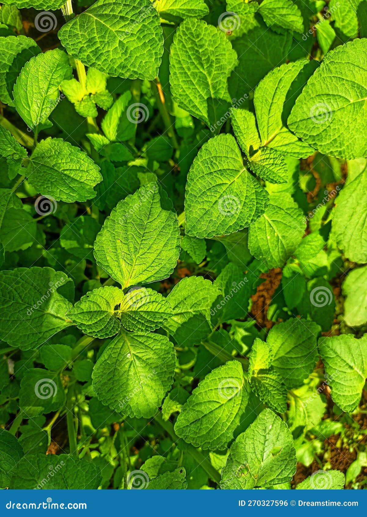 Green Raw Plants Grows on a Garden Stock Photo - Image of food, petal ...