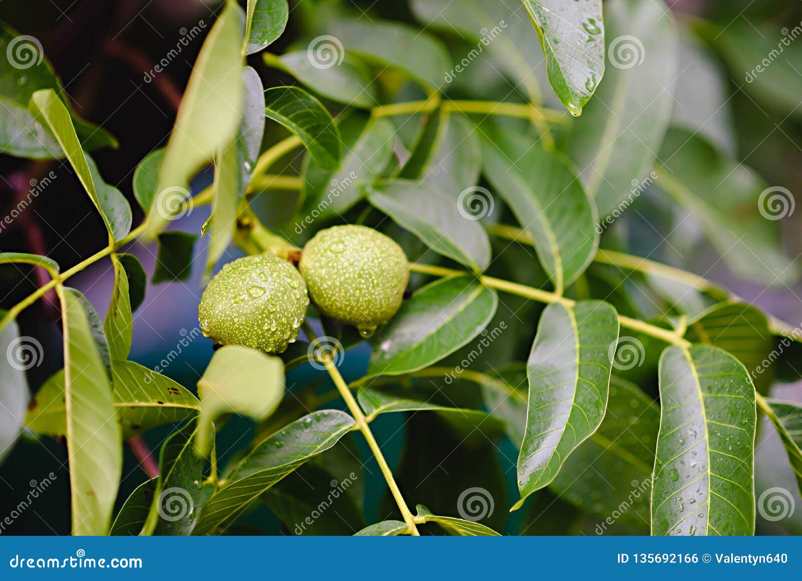 Green Raw Walnuts Growing on a Tree Stock Photo - Image of closeup ...