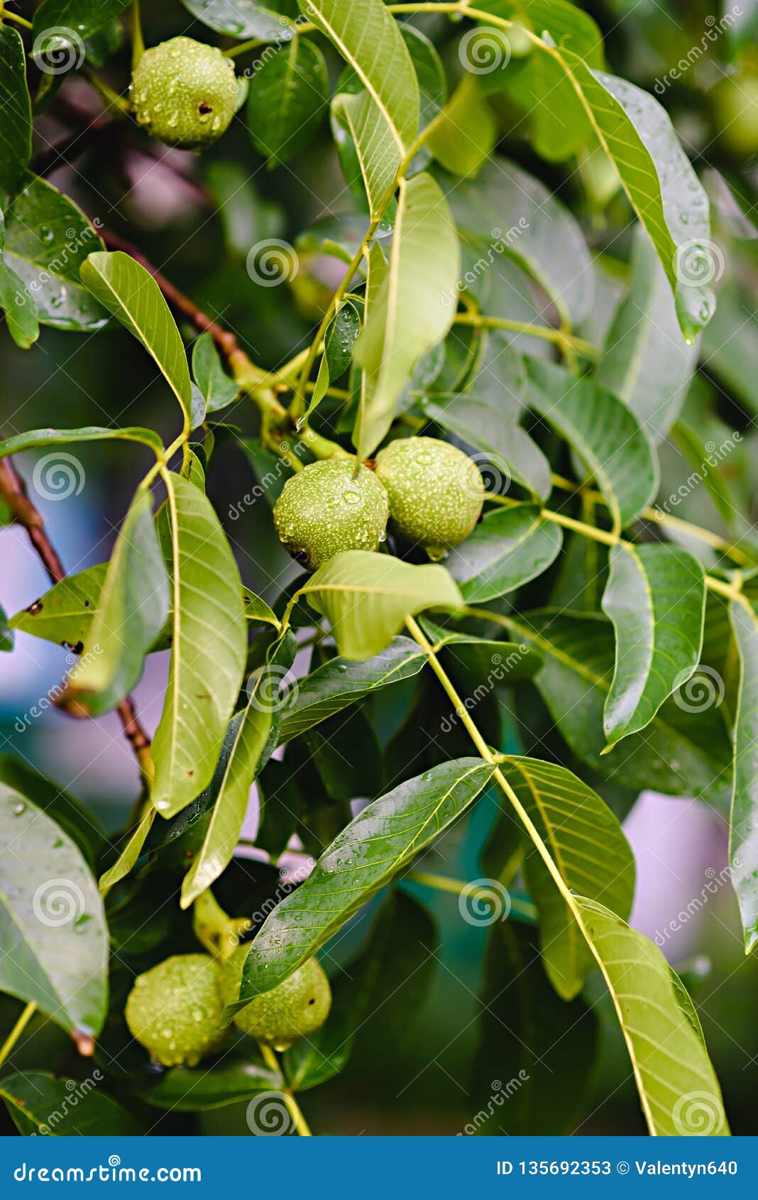 Green Raw Walnuts Growing on a Tree Stock Image - Image of fall, fruit ...